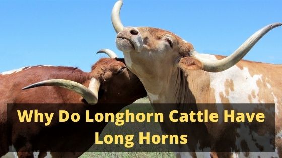 Why Do Longhorn Cattle Have Long Horns - The Livestock Expert
